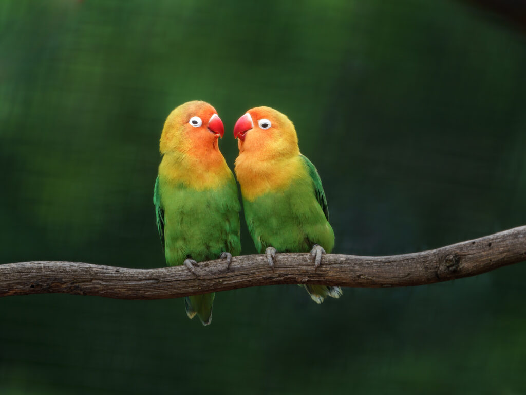 Pet Birds: Unlocking the Secrets of Avian Intelligence | Top Notch Journal Pet Birds: Unlocking the Secrets of Avian Intelligence | Top Notch Journal