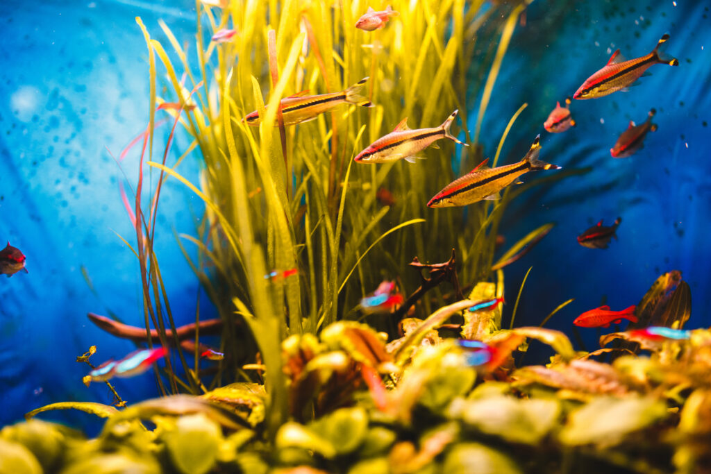 The Fascinating World of Nano Fish: Tiny Wonders for Small Aquariums ...